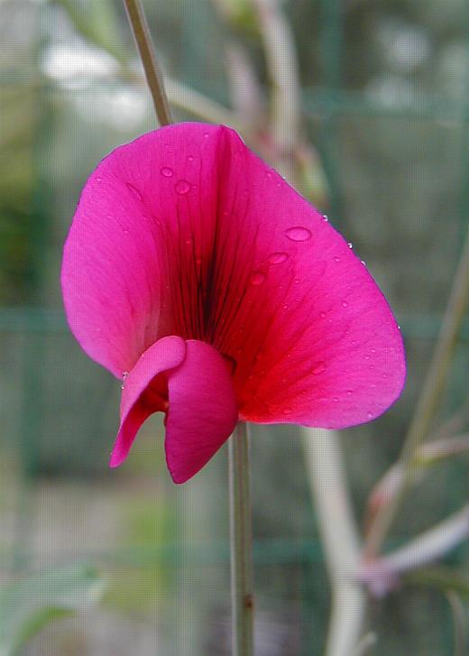Tangier pea (Lathyrus tingitanus) Care Guide: Pests, Diseases, Watering ...