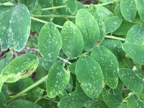 Veiny pea (Lathyrus venosus) Care Guide: Pests, Diseases, Watering ...