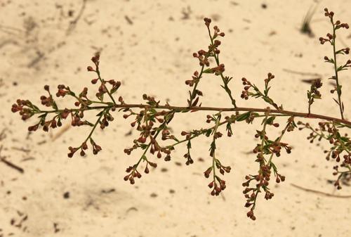 Nodding pinweed (Lechea cernua) Care Guide: Pests, Diseases, Watering ...