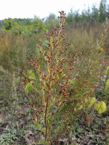 Largepod pinweed (Lechea intermedia) Care Guide: Pests, Diseases ...