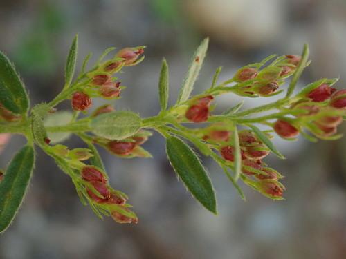 Thyme-leaf pinweed (Lechea minor) Care Guide: Pests, Diseases, Watering ...