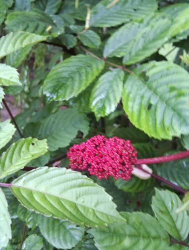 Red tree shrub (Leea rubra) Care Guide: Pests, Diseases, Watering ...