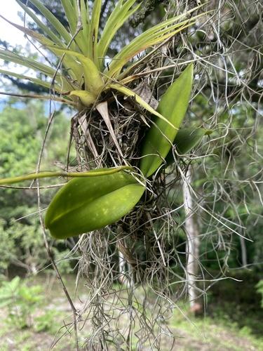 Lipped orchid (Leochilus labiatus) Care Guide: Pests, Diseases ...