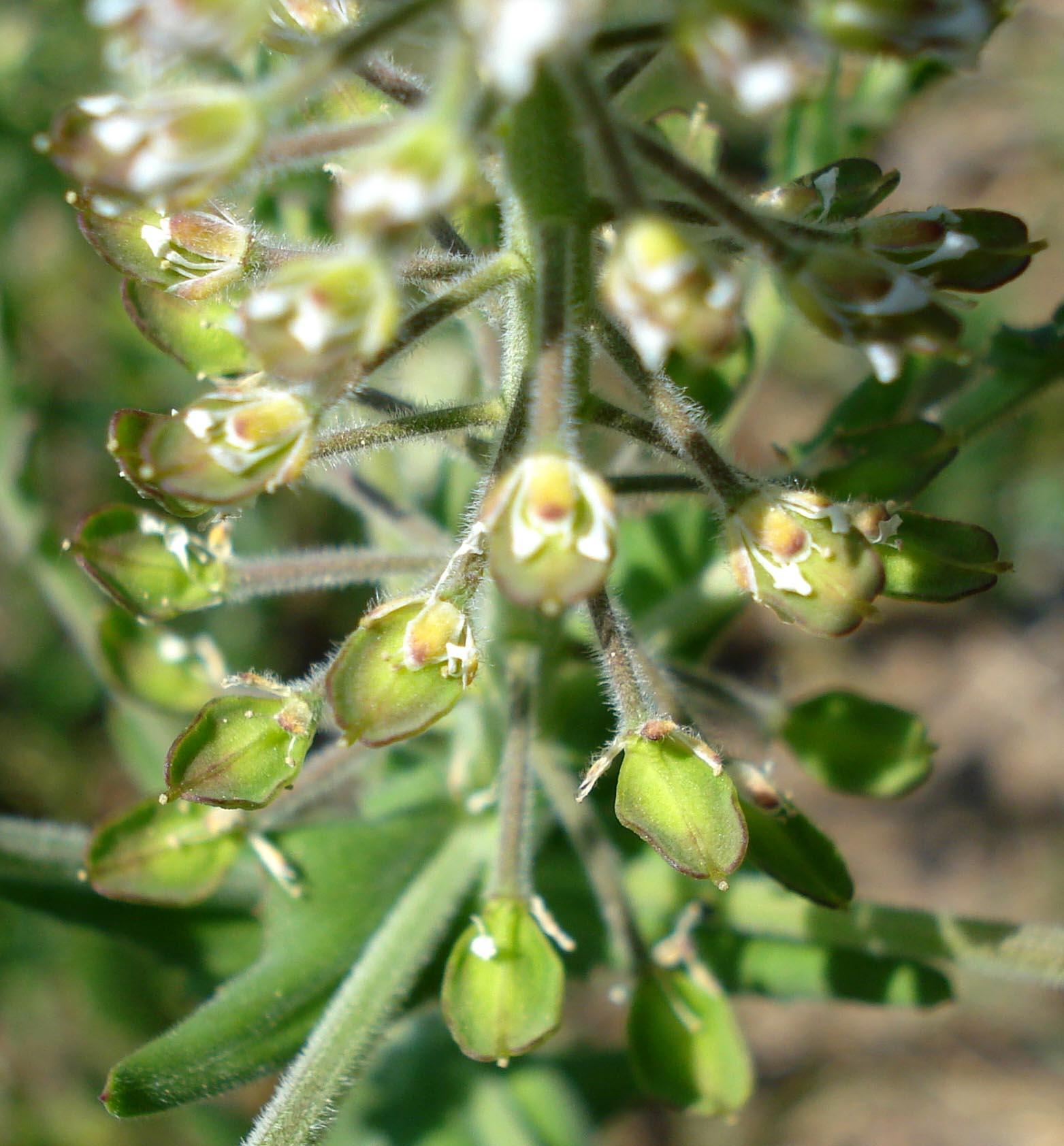 Field peppergrass (Lepidium campestre) Care Guide: Pests, Diseases ...