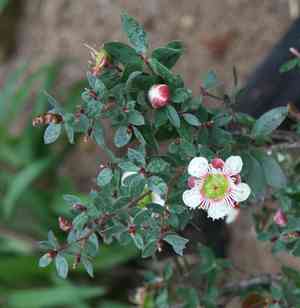 How to Propagate Large-fruited tea tree: Complete Propagation Guide ...