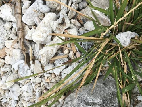 Lepturus repens (Lepturus repens) Care Guide: Pests, Diseases, Watering ...