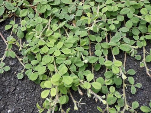 Pilose lespedeza (Lespedeza pilosa) Care Guide: Pests, Diseases ...