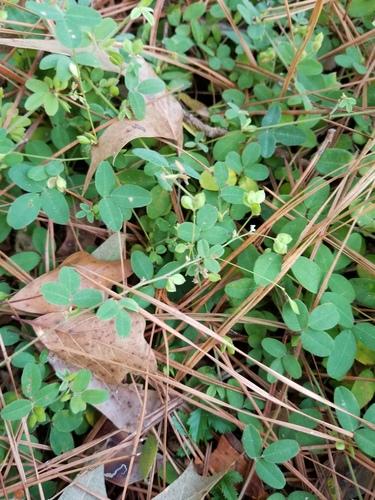 Trailing Bush Clover (Lespedeza procumbens) Care Guide: Pests, Diseases ...