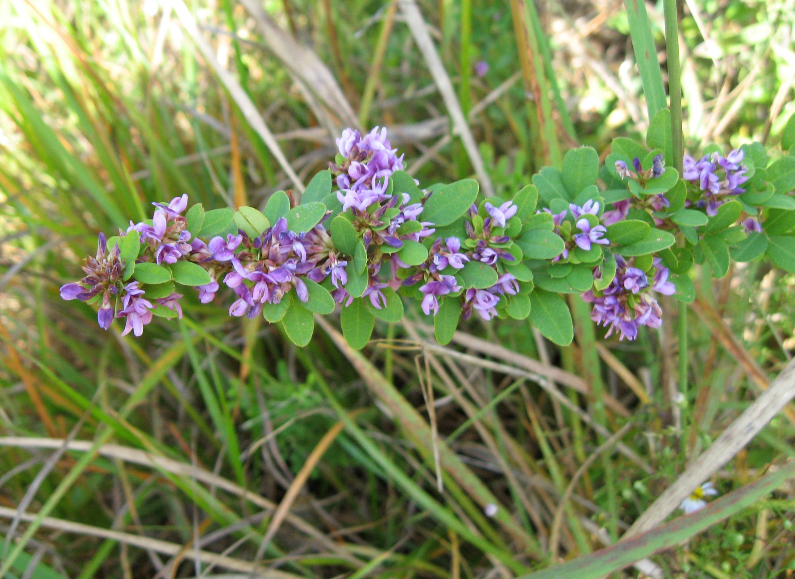 Violet lespedeza (Lespedeza violacea) Care Guide: Pests, Diseases ...