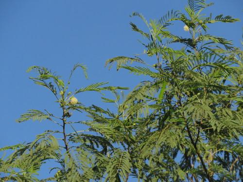 Great leadtree (Leucaena pulverulenta) Care Guide: Pests, Diseases ...