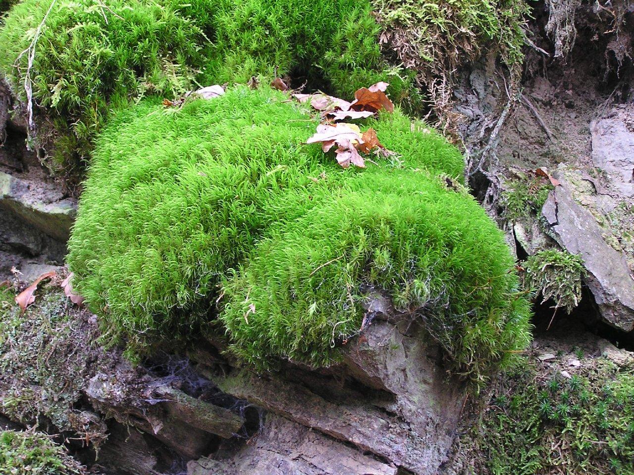 Low pincushion moss (Leucobryum albidum) Care Guide: Pests, Diseases ...