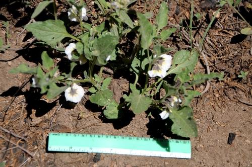 Dwarf chamaesaracha (Leucophysalis nana) Care Guide: Pests, Diseases ...