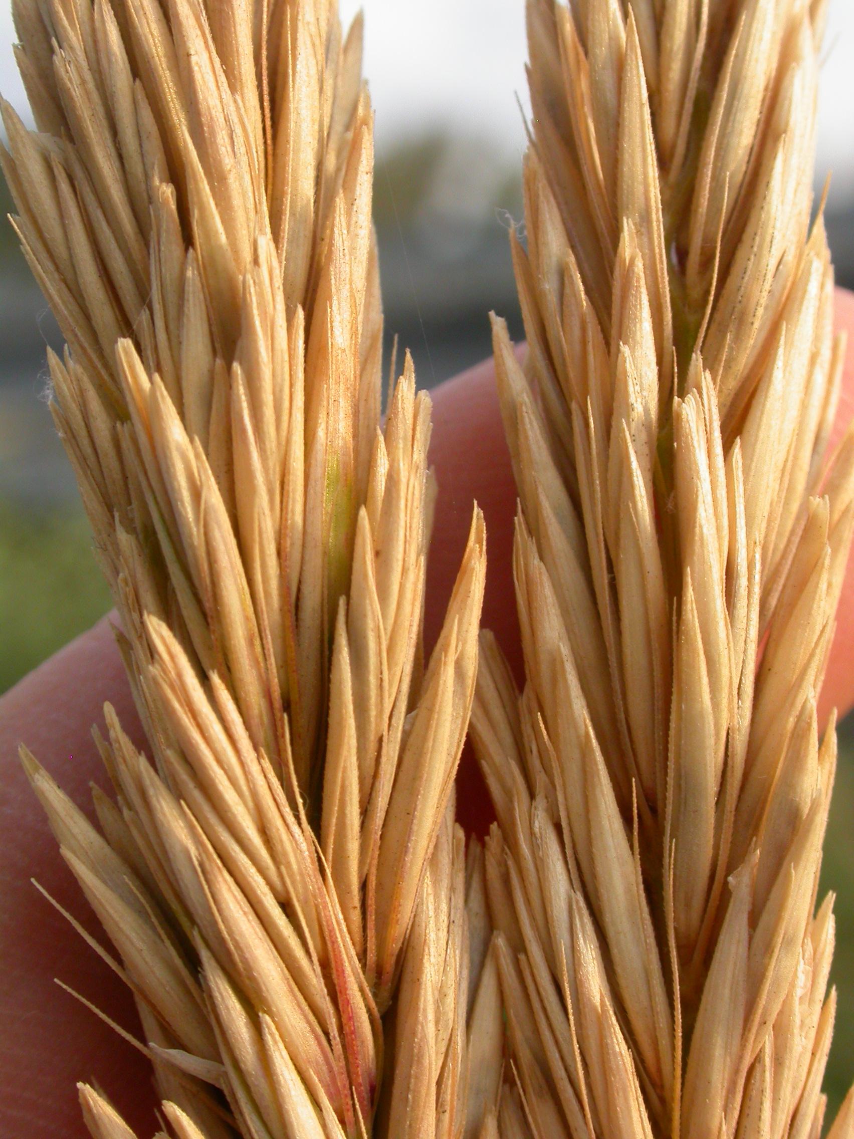 Basin wild rye (Leymus cinereus) Care Guide: Pests, Diseases, Watering ...
