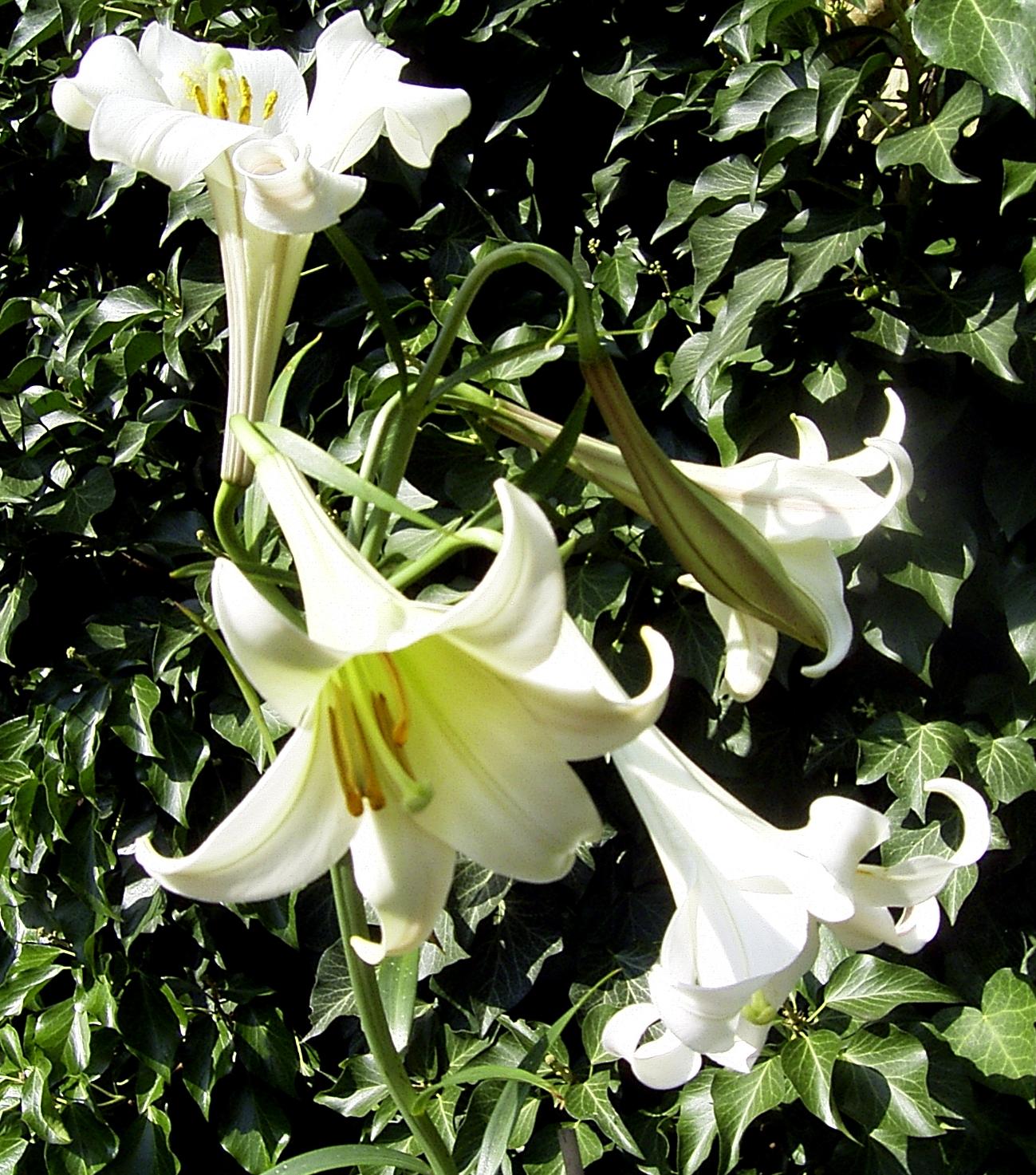 Philippine lily (Lilium philippinense) Care Guide: Pests, Diseases ...