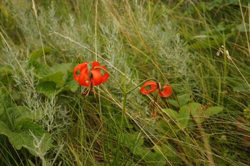 Coral lily (Lilium pumilum) Care Guide: Pests, Diseases, Watering ...
