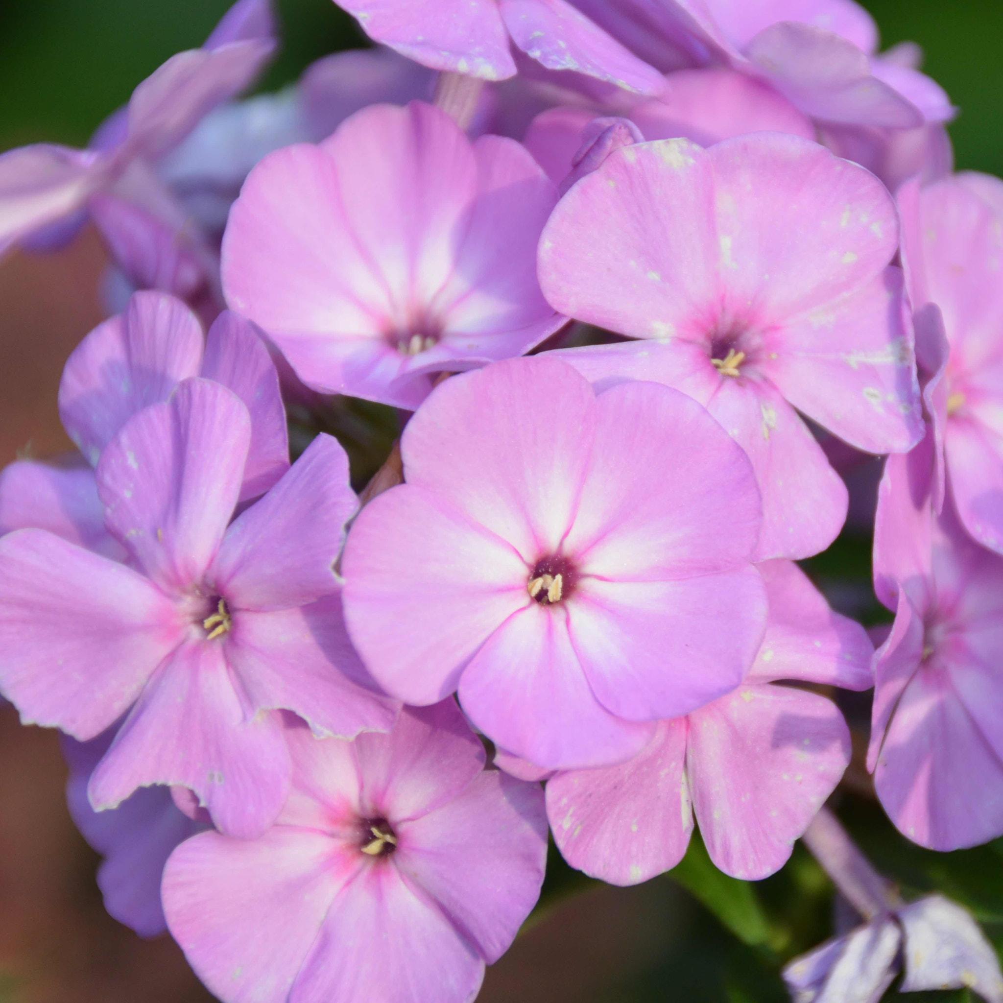 Fringed linanthus (Linanthus dianthiflorus) Care Guide: Pests, Diseases ...