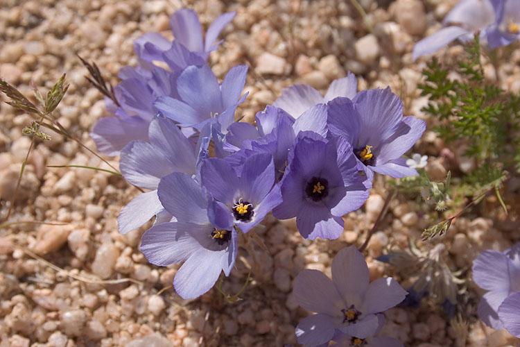 Sandblossoms (Linanthus parryae) Care Guide: Pests, Diseases, Watering ...