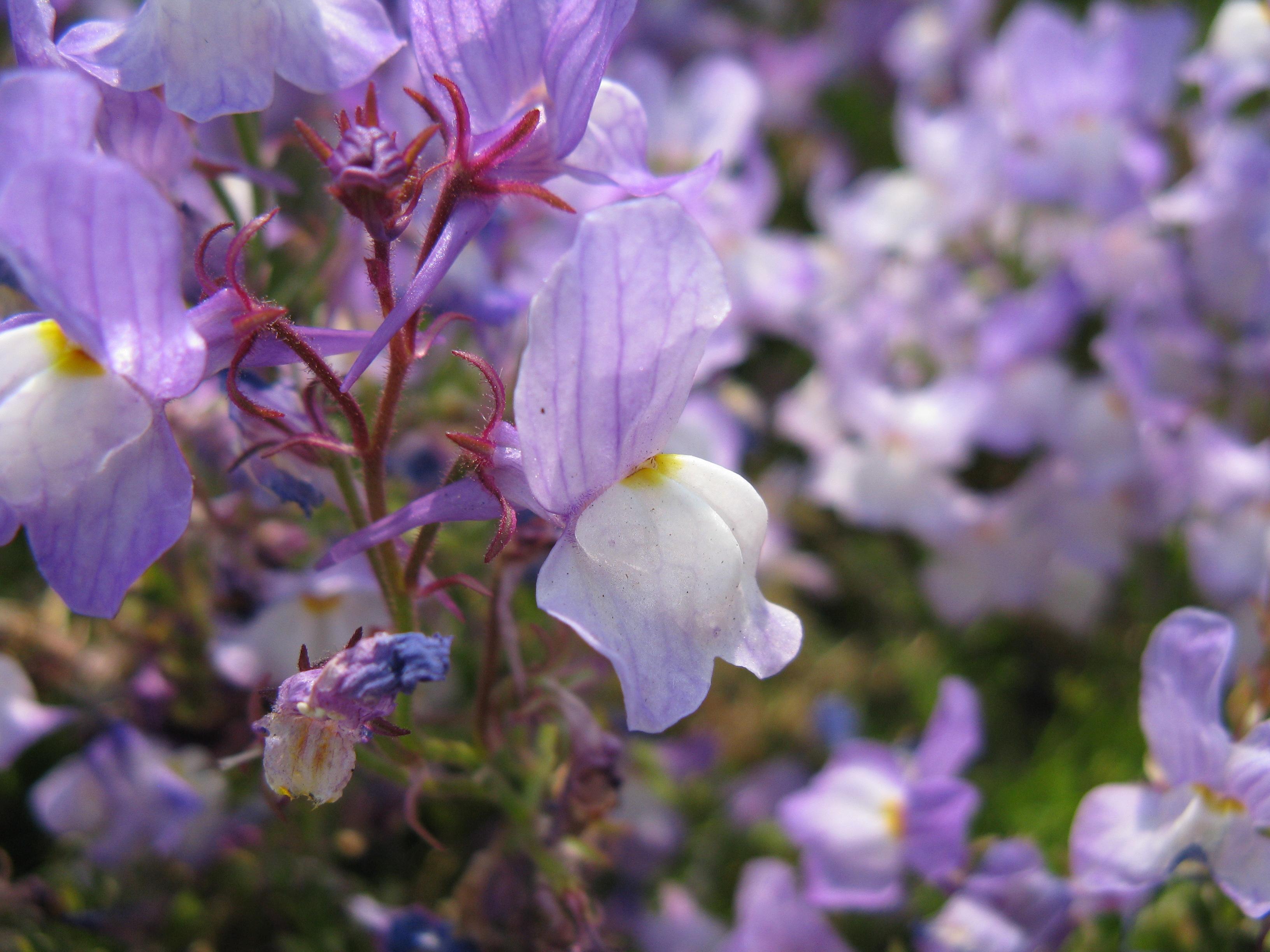 Moroccan toadflax (Linaria maroccana) Care Guide: Pests, Diseases ...