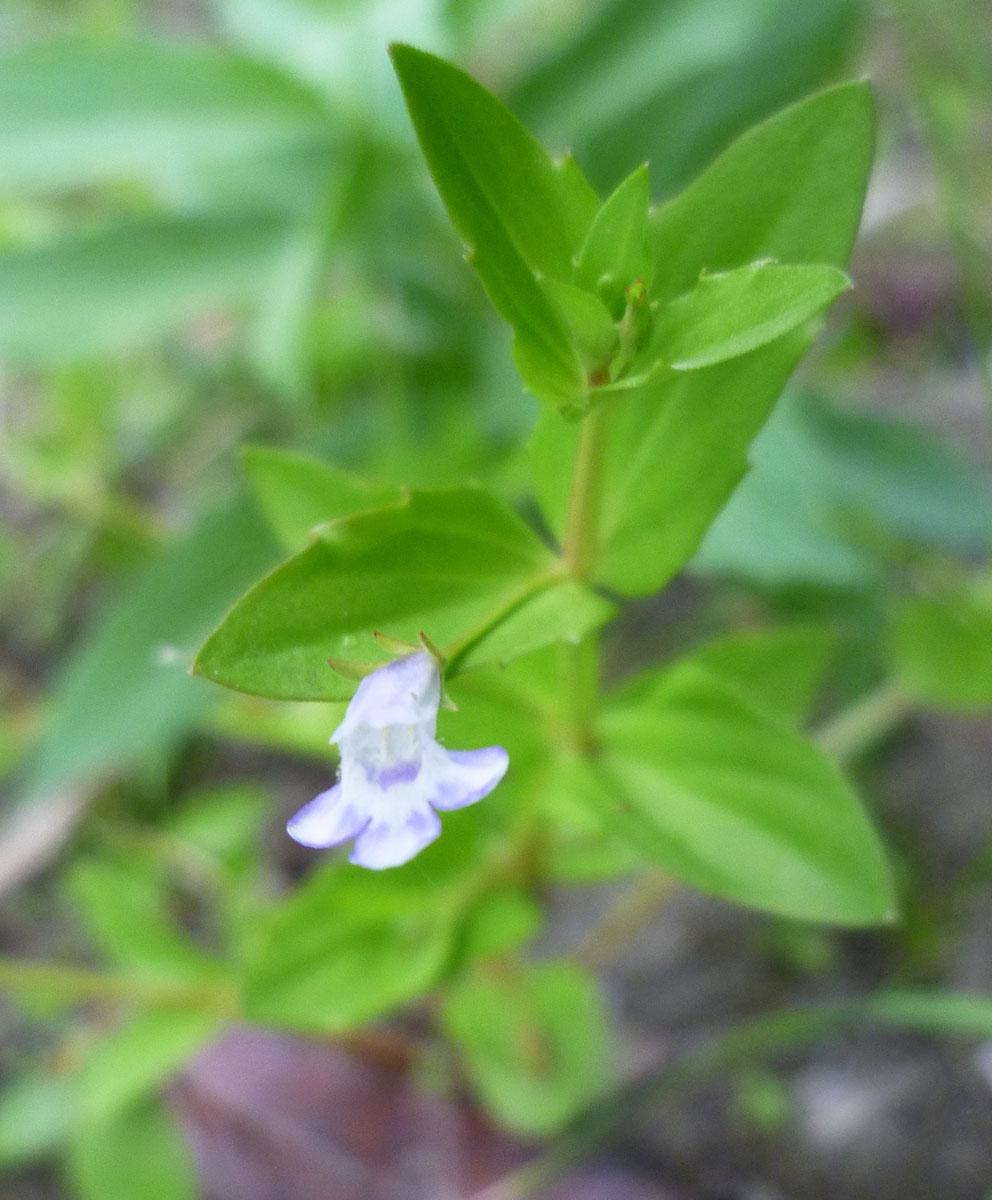 Yellowseed false pimpernel (Lindernia dubia) Care Guide: Pests ...