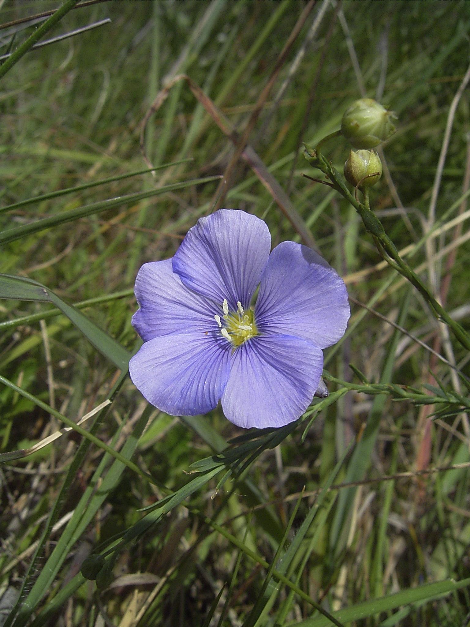 Austrian flax (Linum austriacum) Care Guide: Pests, Diseases, Watering ...