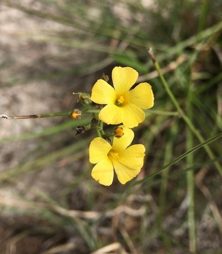 Rock flax (Linum rupestre) Care Guide: Pests, Diseases, Watering ...