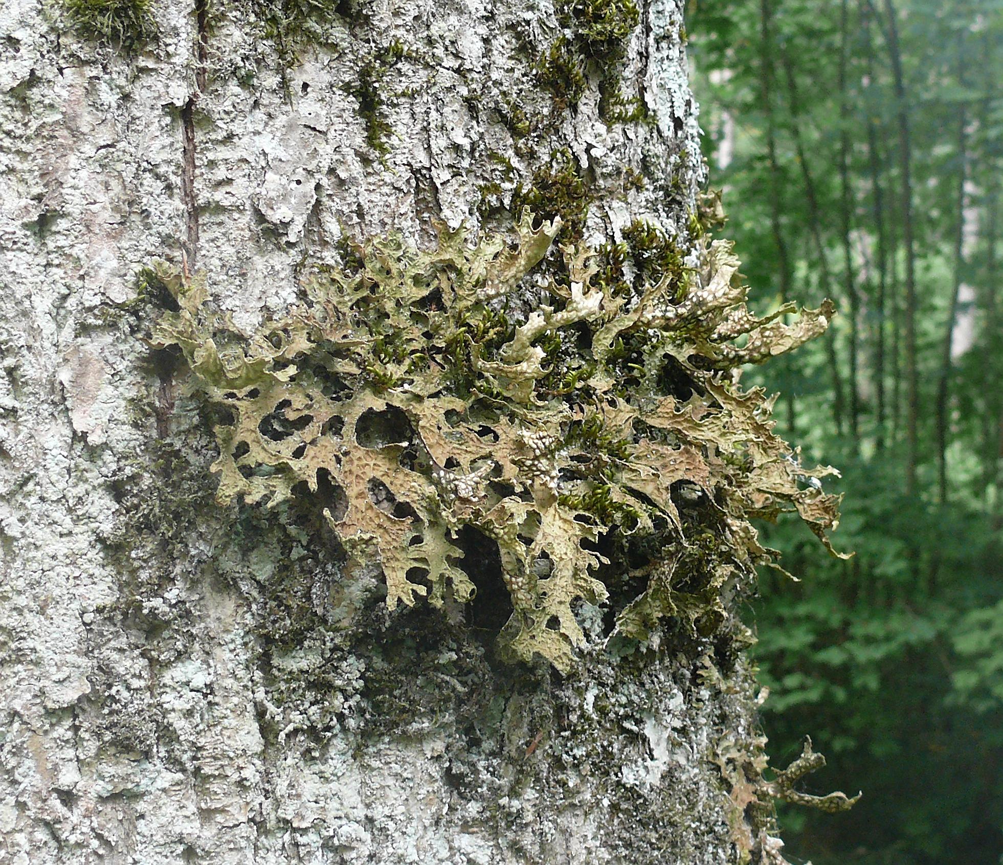 Tree lungwort (Lobaria pulmonaria) Care Guide: Pests, Diseases ...