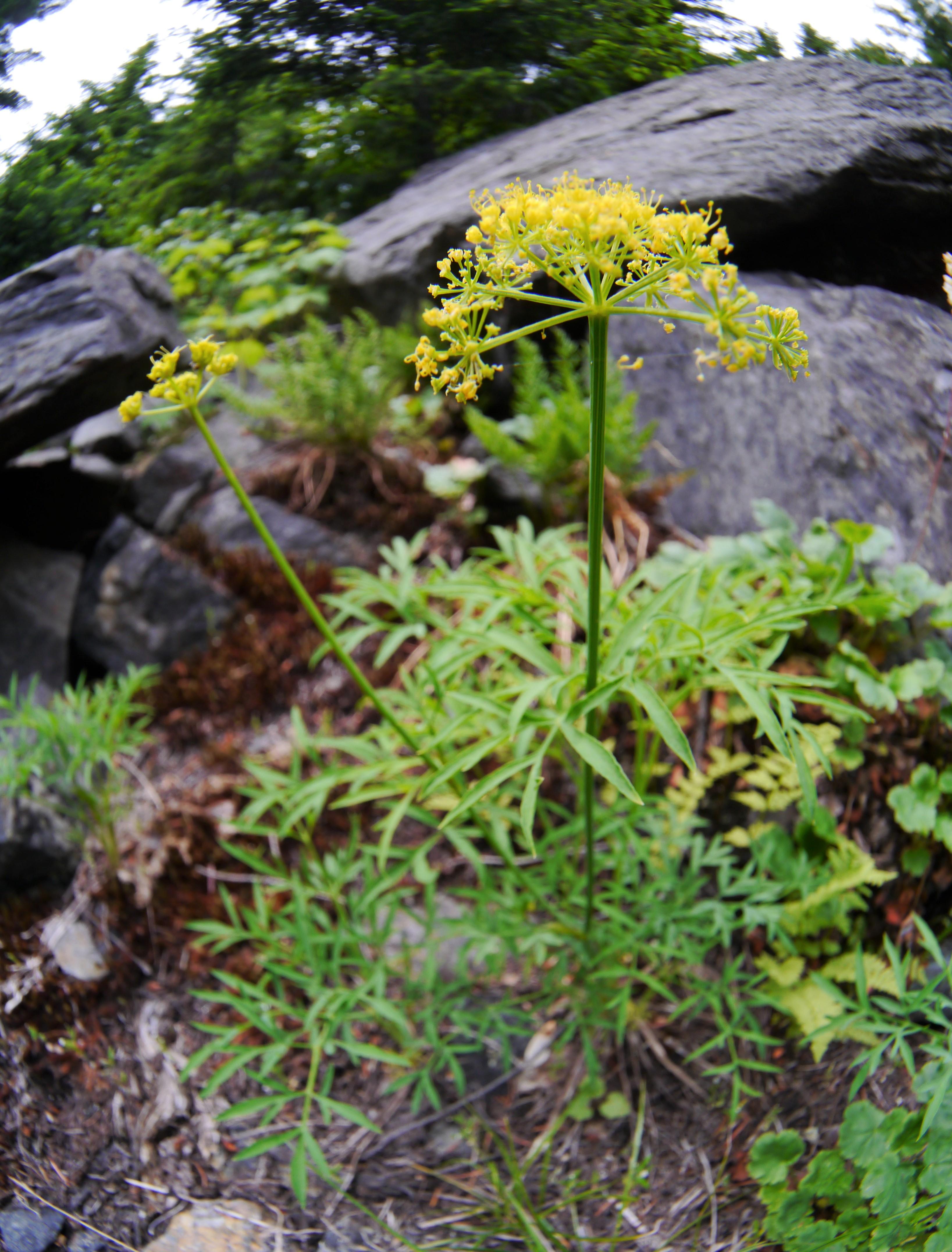 Brandegee's desert-parsley (Lomatium brandegeei) Care Guide: Pests ...