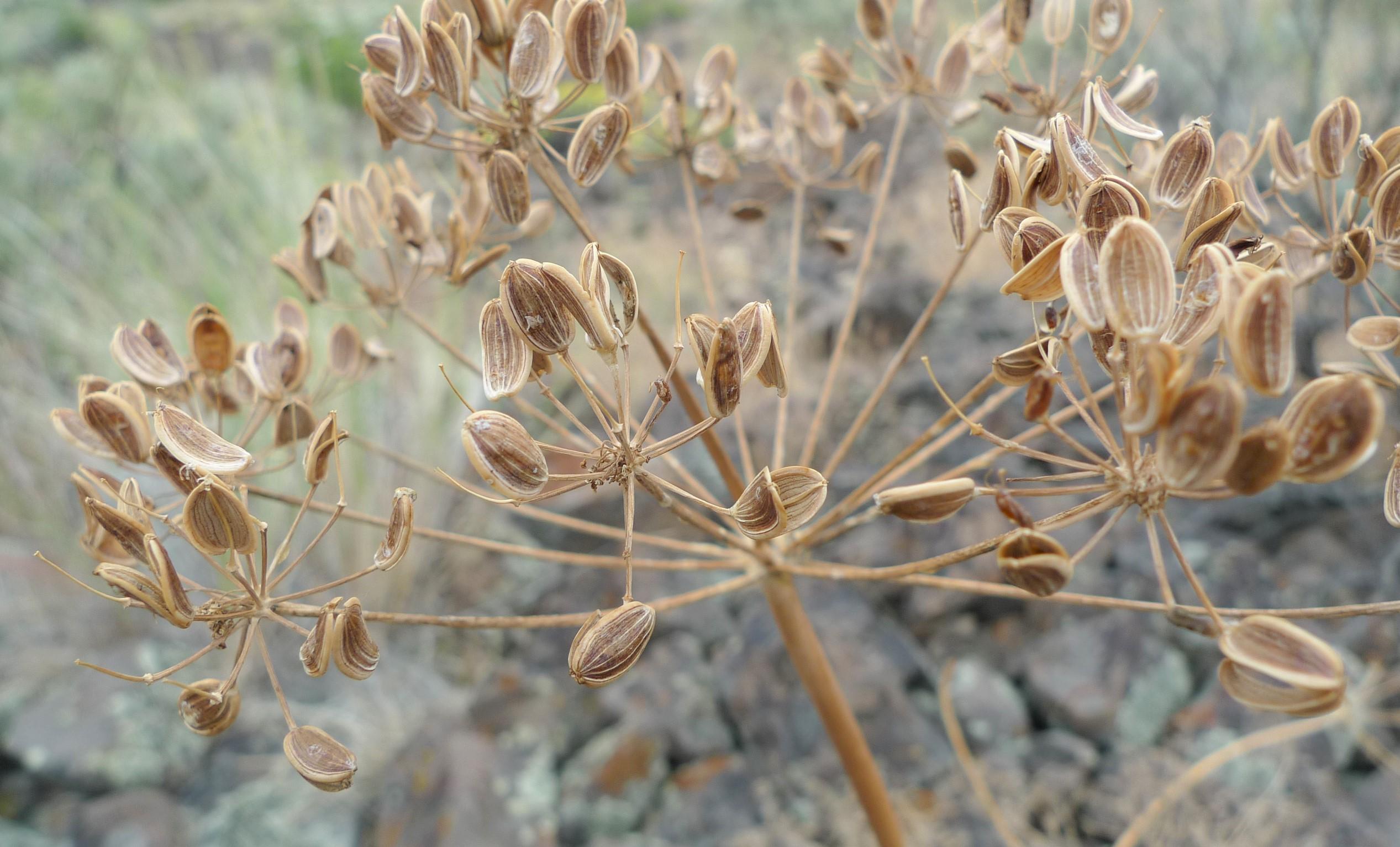 Fernleaf biscuitroot (Lomatium dissectum) Care Guide: Pests, Diseases ...