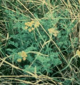 Desert biscuitroot (Lomatium foeniculaceum) Care Guide: Pests, Diseases ...