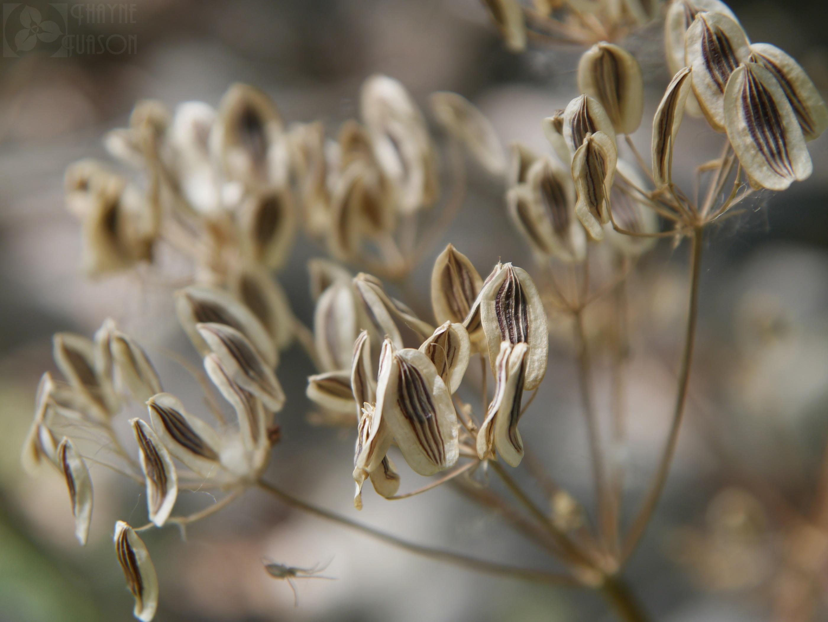 Gray's biscuitroot (Lomatium grayi) Care Guide: Pests, Diseases ...