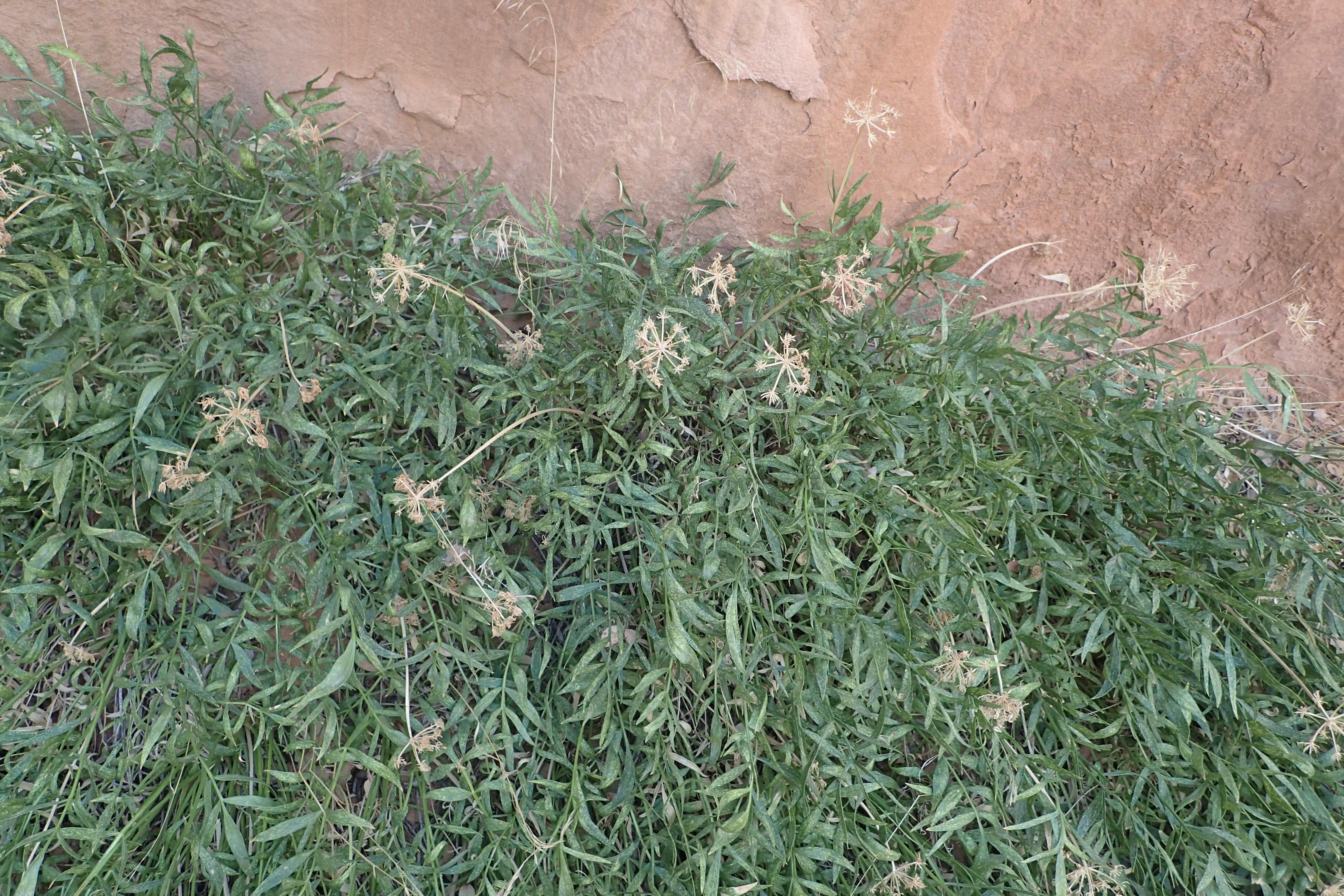 Canyonlands biscuitroot (Lomatium latilobum) Care Guide: Pests ...