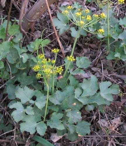 Shiny biscuitroot (Lomatium lucidum) Care Guide: Pests, Diseases ...