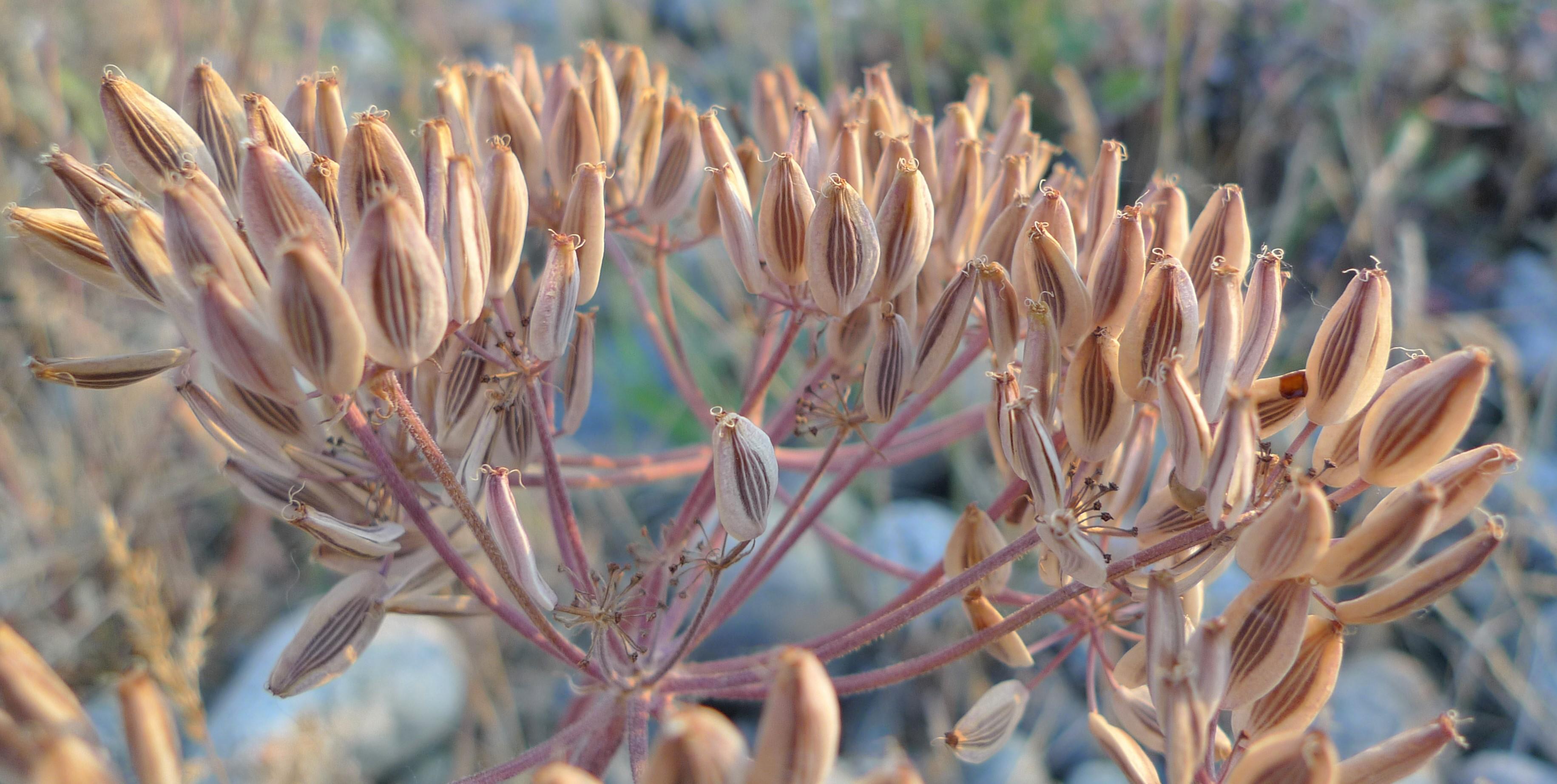 Bigseed biscuitroot (Lomatium macrocarpum) Care Guide: Pests, Diseases ...