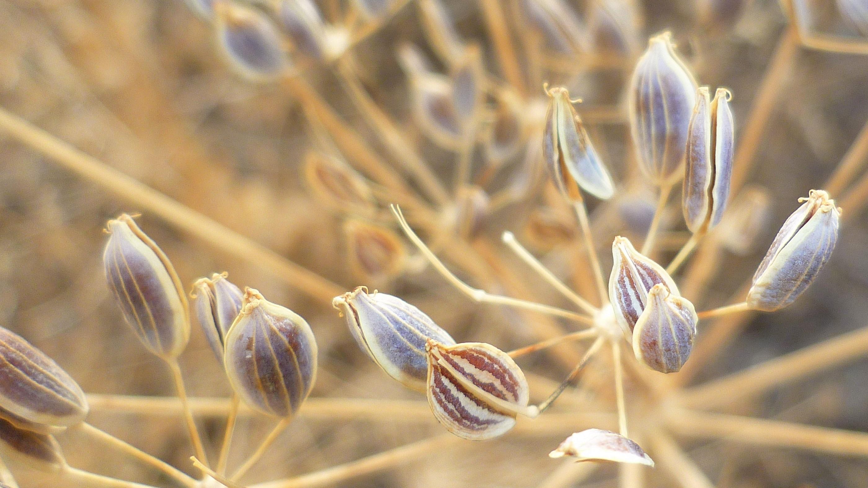 Barestem biscuitroot (Lomatium nudicaule) Care Guide: Pests, Diseases ...