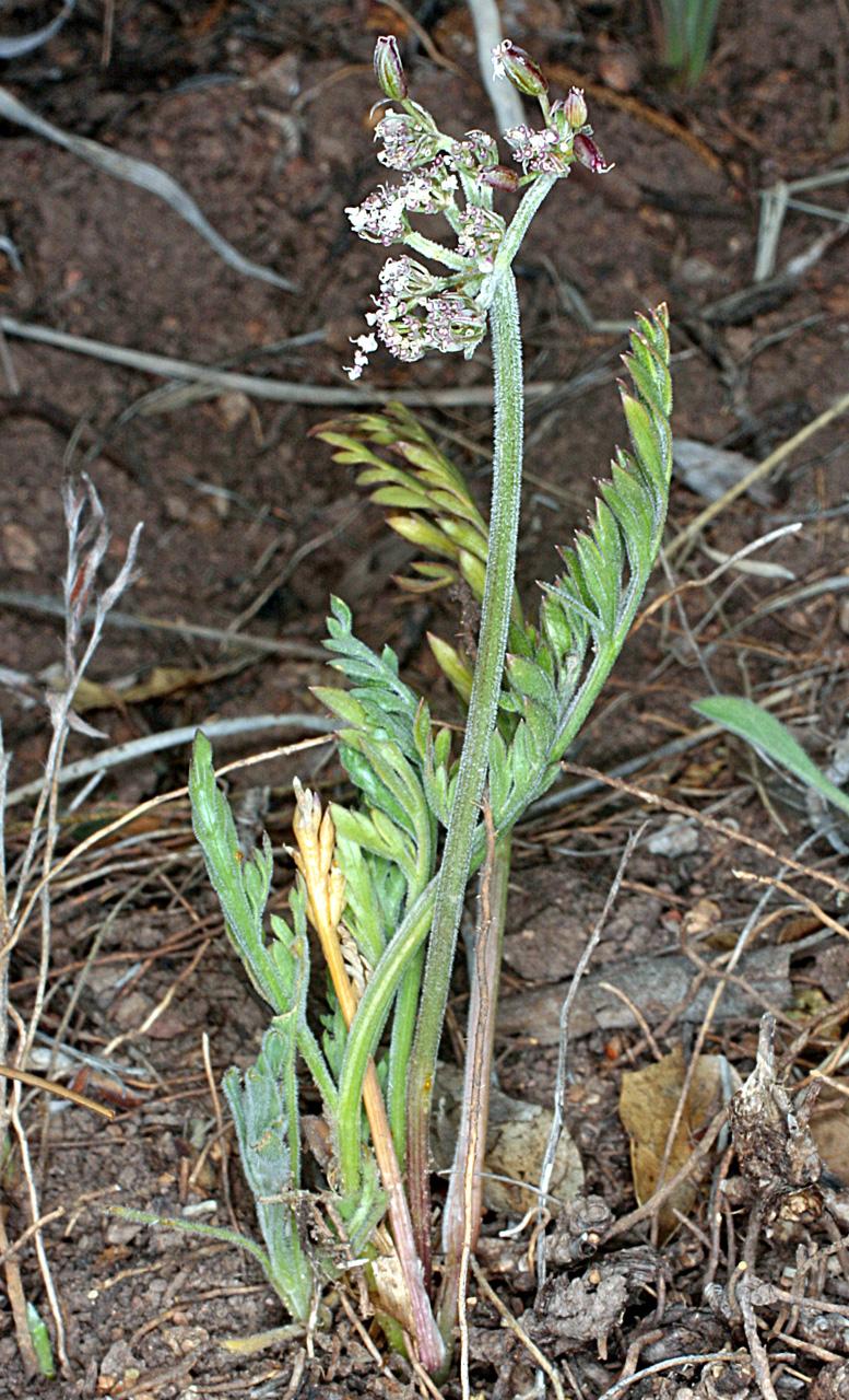 Northern idaho biscuitroot (Lomatium orientale) Care Guide: Pests ...