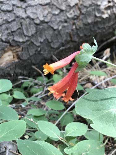 Arizona honeysuckle (Lonicera arizonica) Care Guide: Pests, Diseases ...