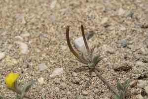 Greater bird's foot trefoil (Lotus halophilus) Care Guide: Pests ...