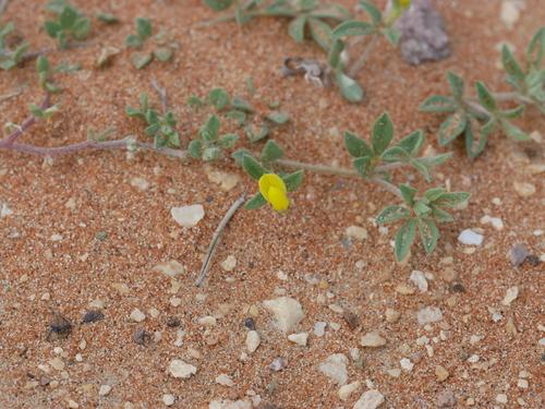 Greater bird's foot trefoil (Lotus halophilus) Care Guide: Pests ...