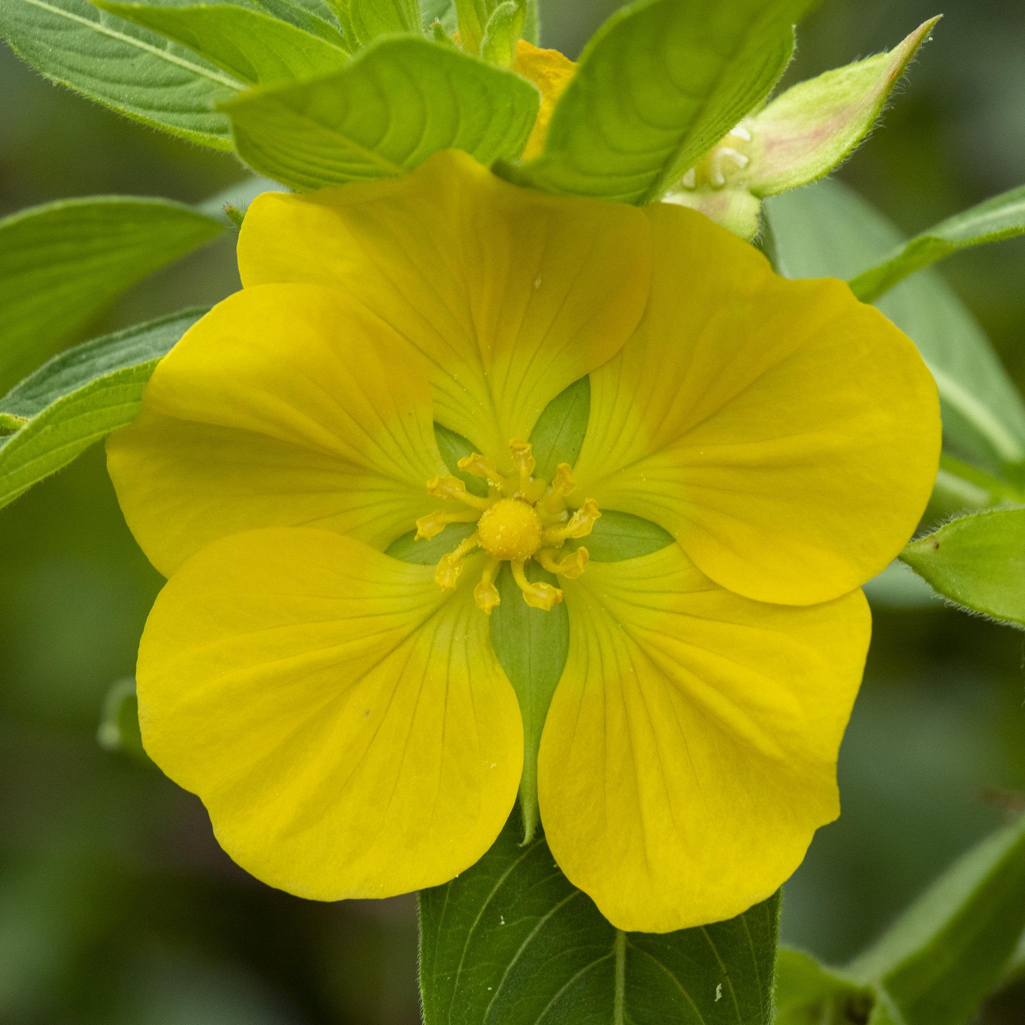 Large-flower primrose-willow (Ludwigia grandiflora) Care Guide: Pests ...