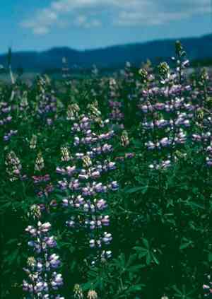How to Prune Sickle-keel lupine: Complete Pruning Guide | ForwardPlant