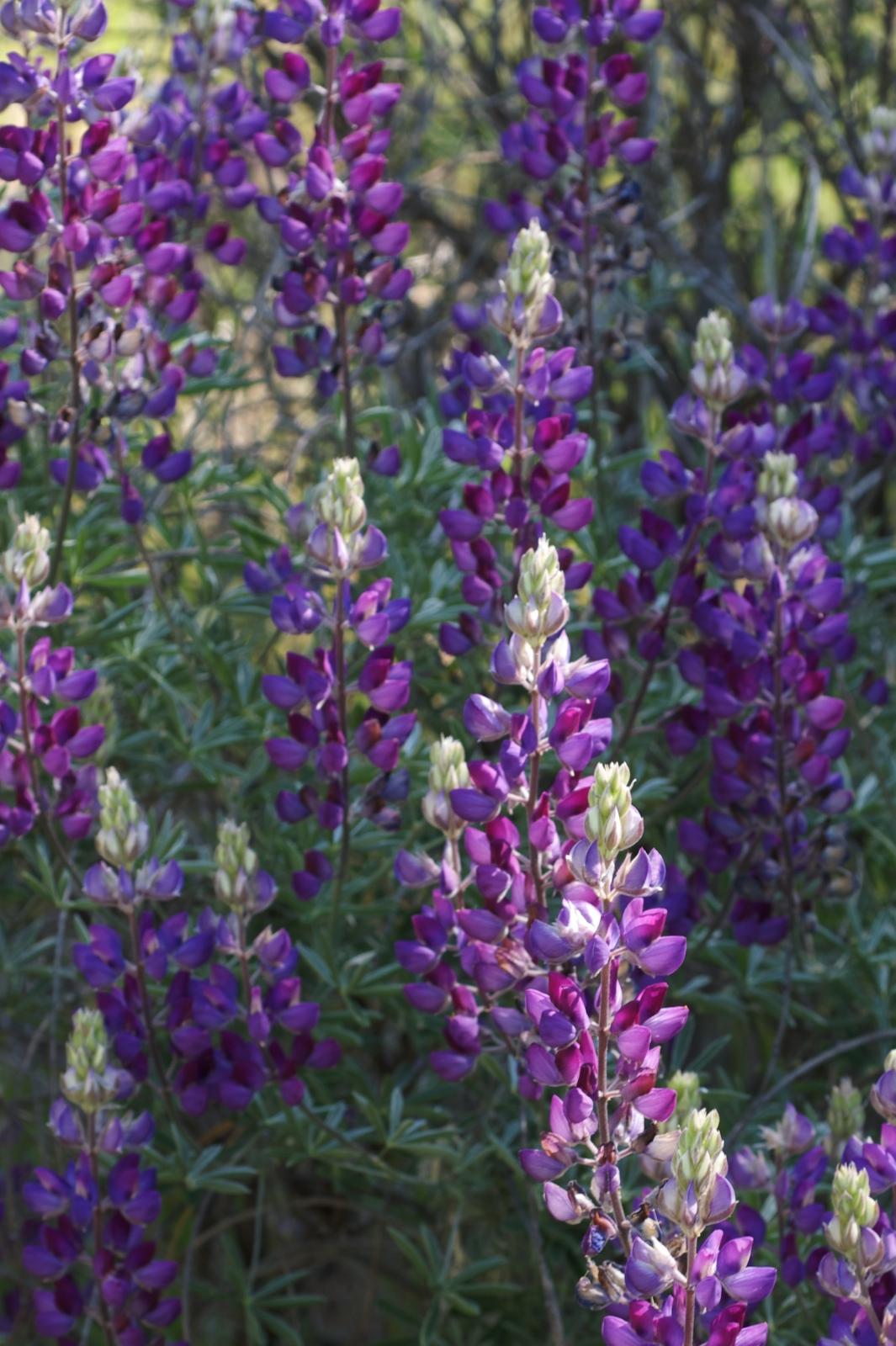 Silver lupine (Lupinus albifrons) Care Guide: Pests, Diseases, Watering ...