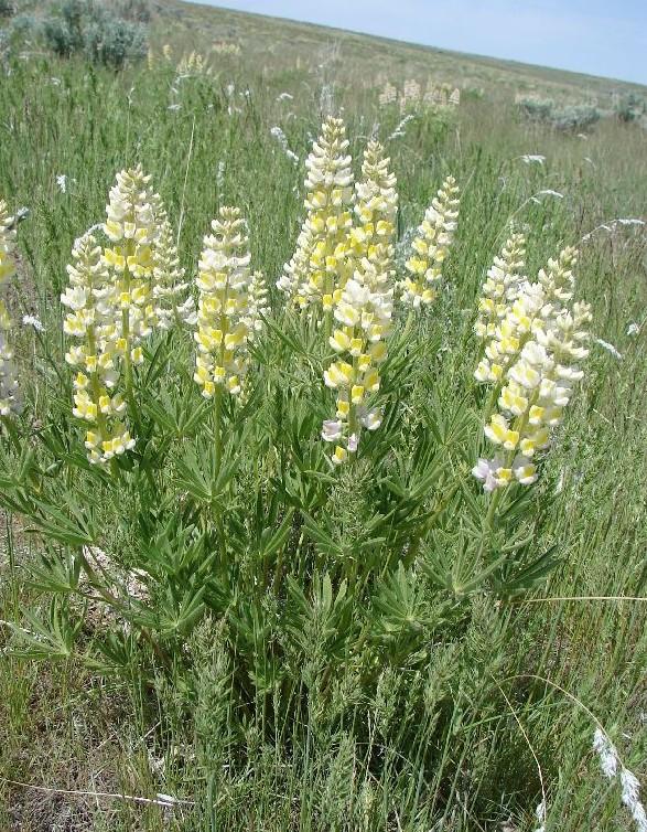 Long-spur lupine (Lupinus arbustus) Care Guide: Pests, Diseases ...