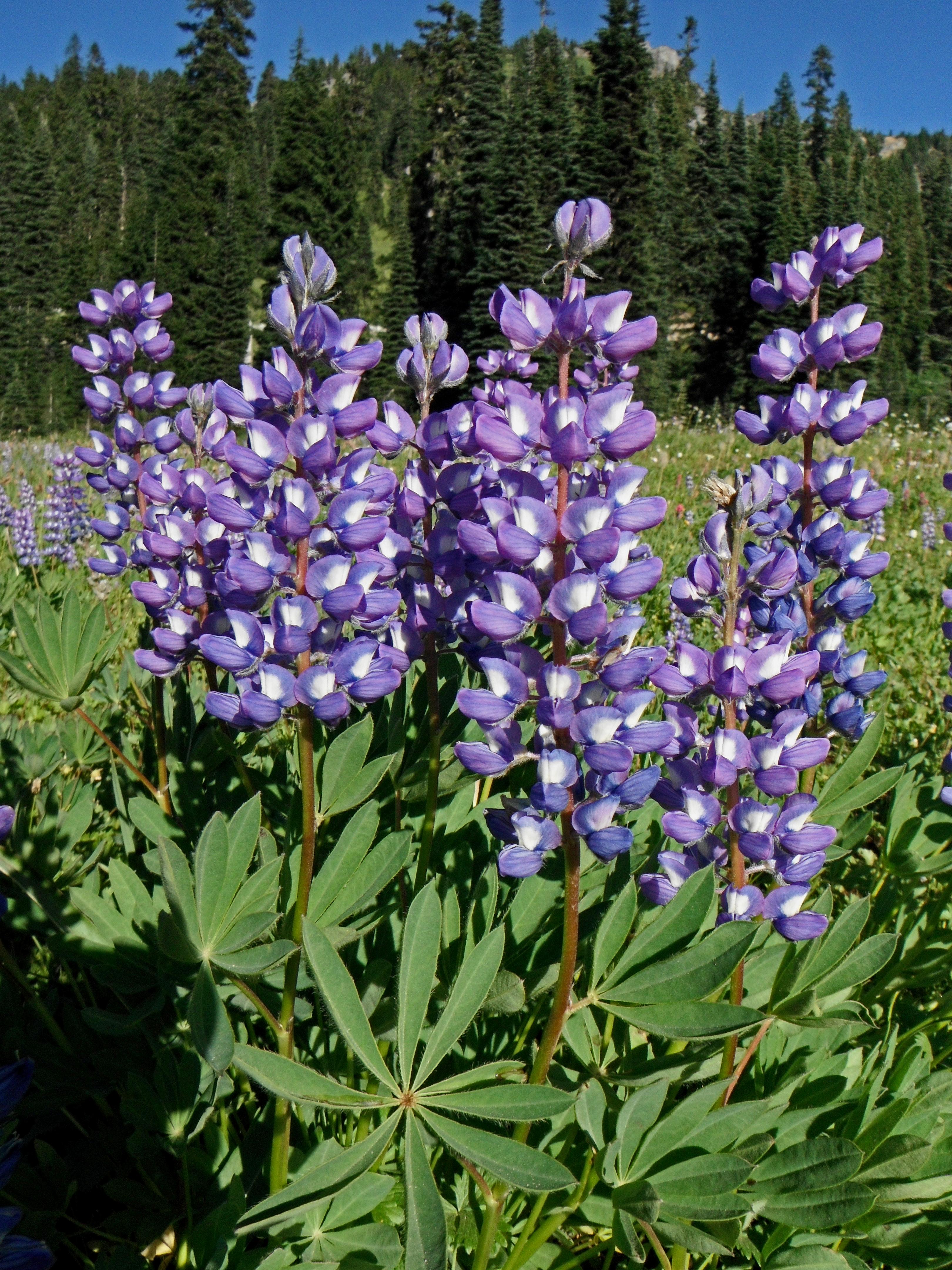 How to Prune Arctic lupine: Complete Pruning Guide | ForwardPlant