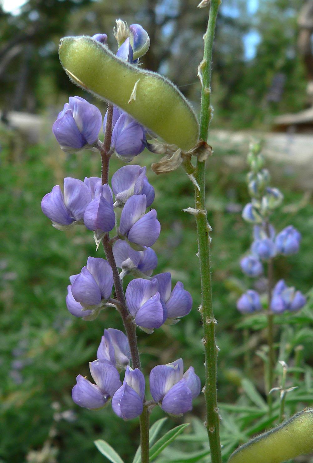 Silvery lupine (Lupinus argenteus) Care Guide: Pests, Diseases ...