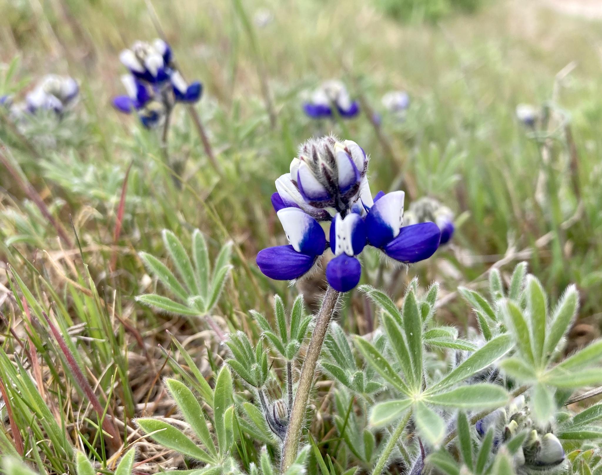 Miniature Lupine (Lupinus bicolor) Care Guide: Pests, Diseases ...