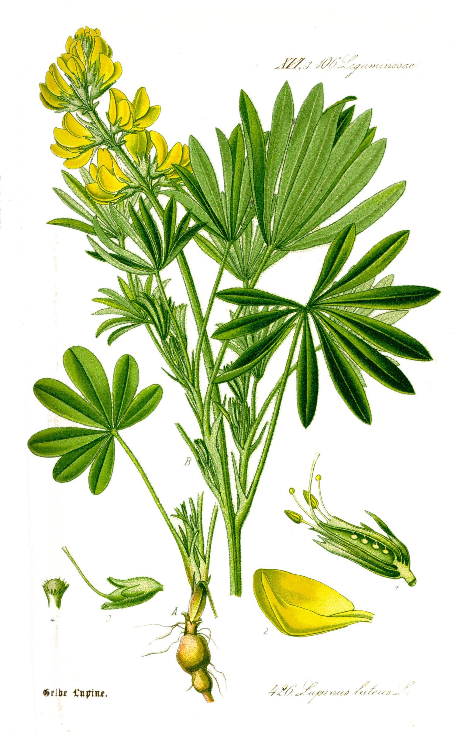 European yellow lupine (Lupinus luteus) Care Guide: Pests, Diseases ...