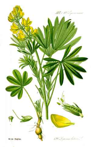 How to Propagate European yellow lupine: Complete Propagation Guide ...