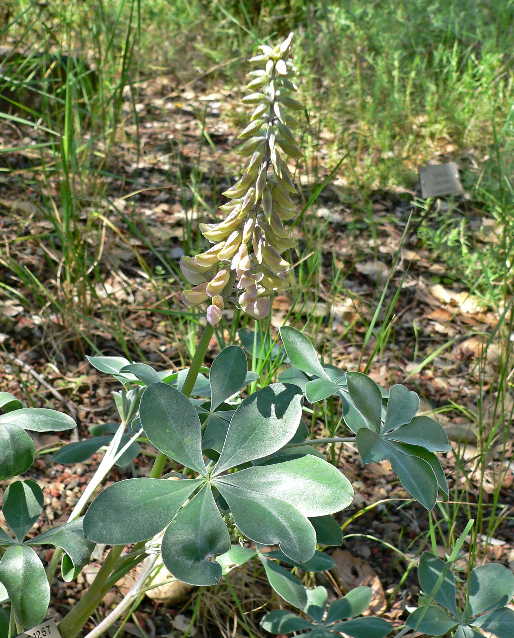 Cobb mountain lupine (Lupinus sericatus) Care Guide: Pests, Diseases ...