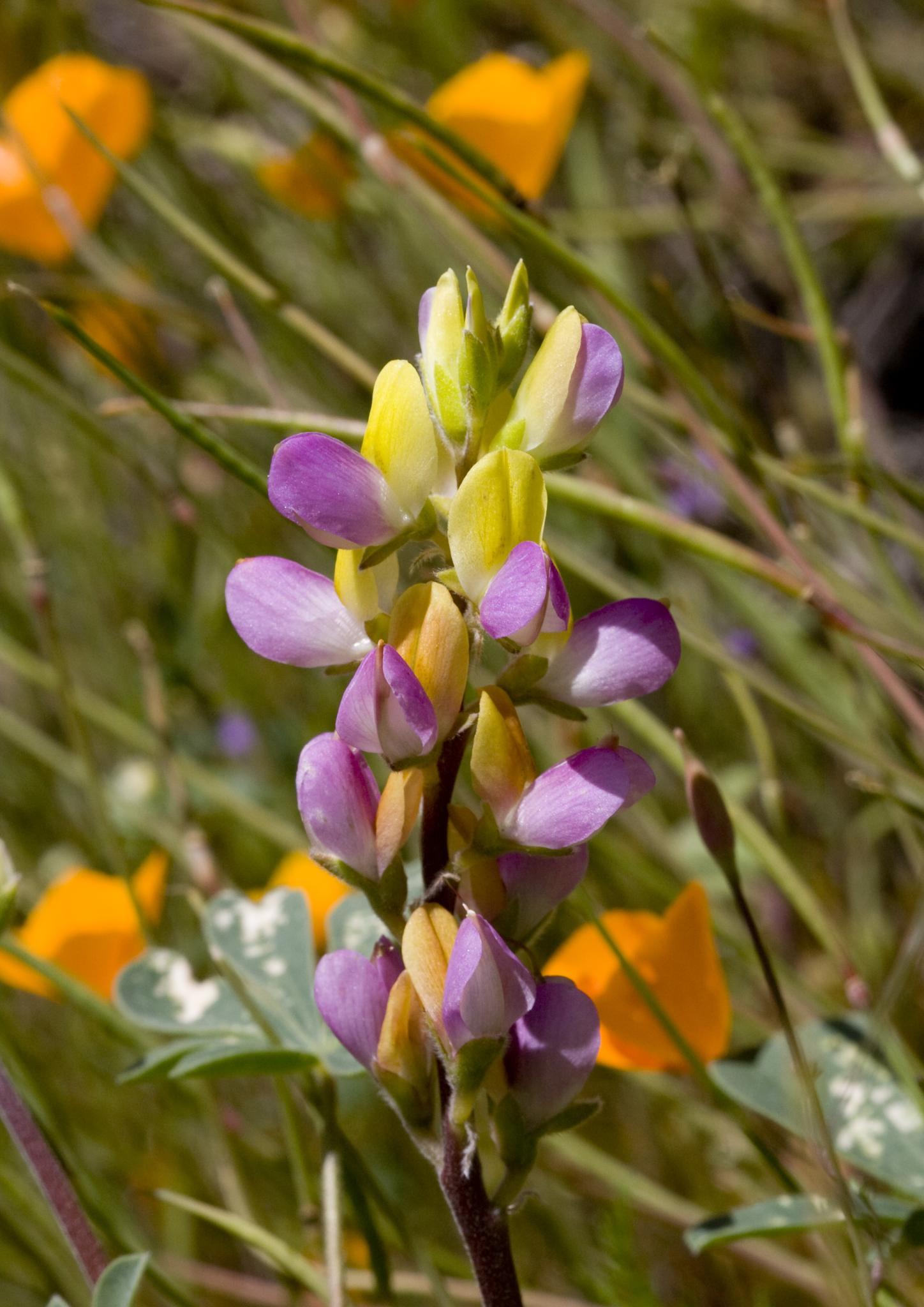 Harlequin lupine (Lupinus stiversii) Care Guide: Pests, Diseases ...