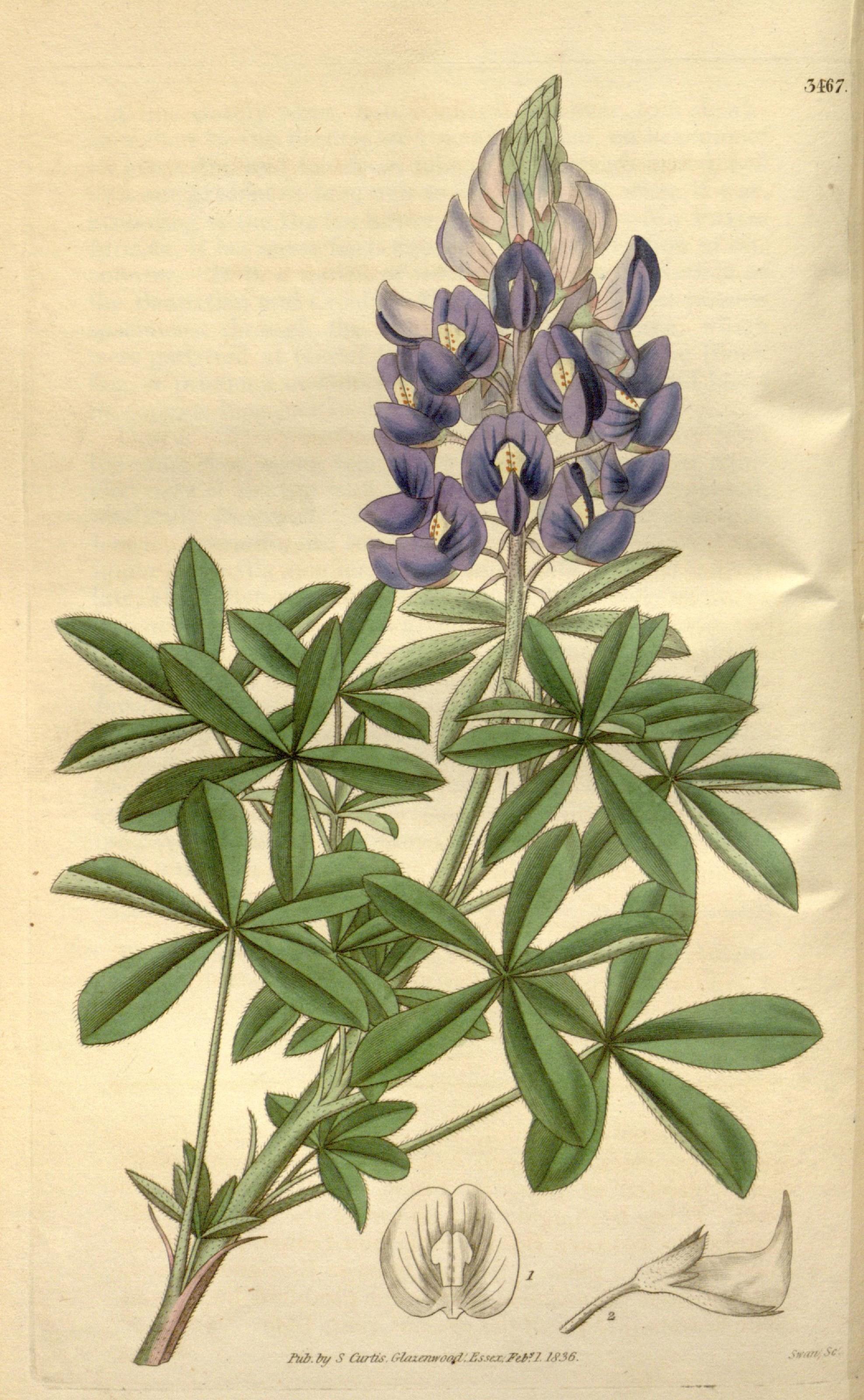 Texas bluebonnet (Lupinus subcarnosus) Care Guide: Pests, Diseases ...